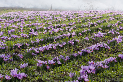 Ruta del azafrán y los Molinos de viento del QuijoteDionissimos