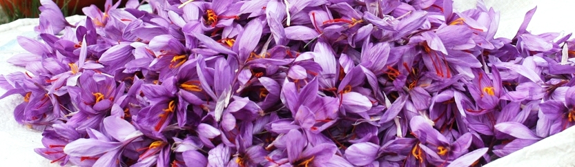 Ruta del azafrán y los Molinos de viento del QuijoteDionissimos